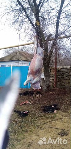 К. Р. С. Лошадей свиней