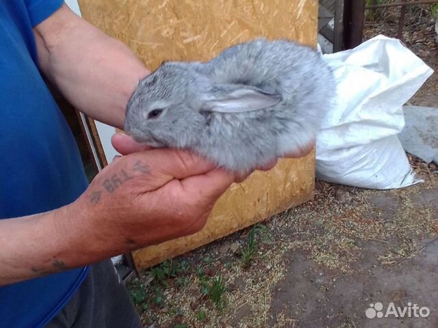 Продам кроликов