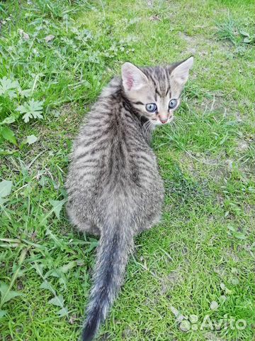 Кошка в дар