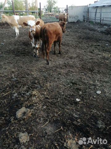 Тёлки 5 голов