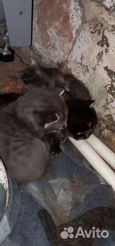 Котята две девочки вислоухие