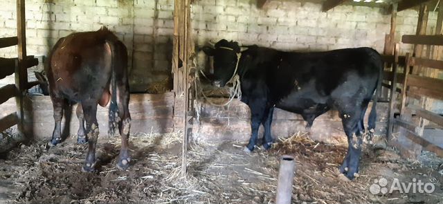 Бычки откормленные