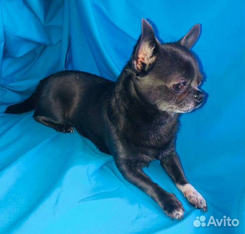 Вязки с опытным голубым чихуа