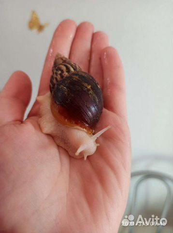 Улитки ахатины бесплатно 4 шт у одни руки