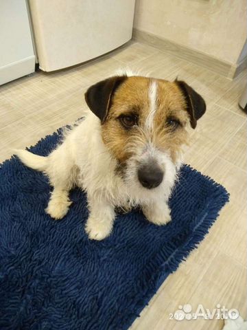 Джек Рассел Раф