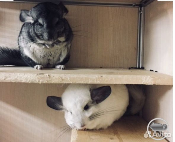 Шиншиллы (пара), возможно купить с витриной