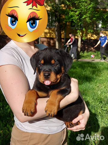 Юная леди ротвейлер