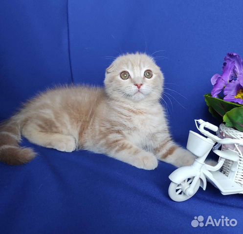 Принц из Шотландии