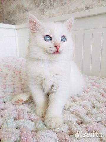 Белый сибирский котёнок голубые глаза