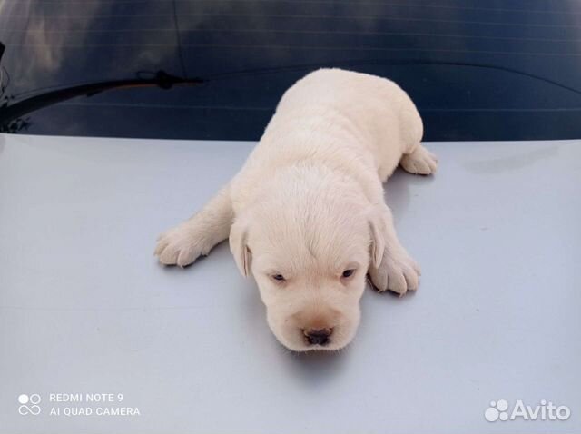 Щенок лабрадора