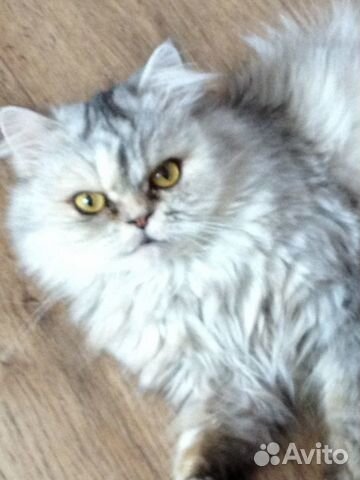 Бесплатно Отдам персидскую кошку в добрые руки