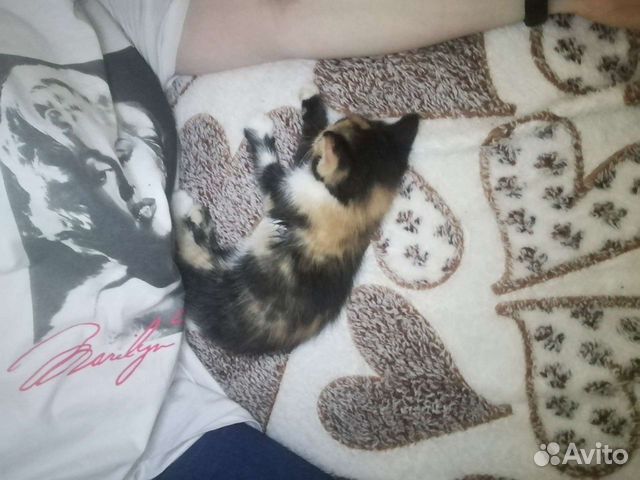 Отдам в добрые руки котёнка окрас черепаховый