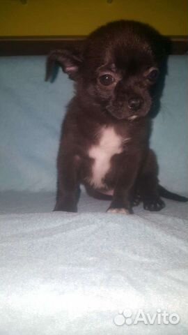 Мальчишка Чишка