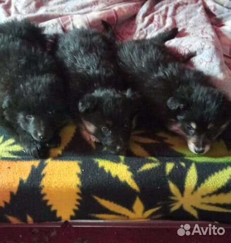 Собака в добрые руки щенки девочки ищут хозяев