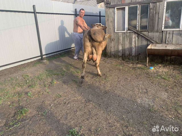 Корова дойная