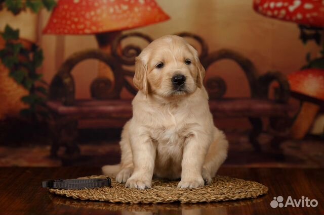 Красивые щенки золотистого ретривера