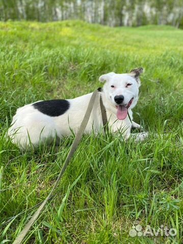 Белка в добрые руки из приюта