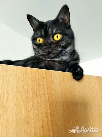 Кошка в подарок