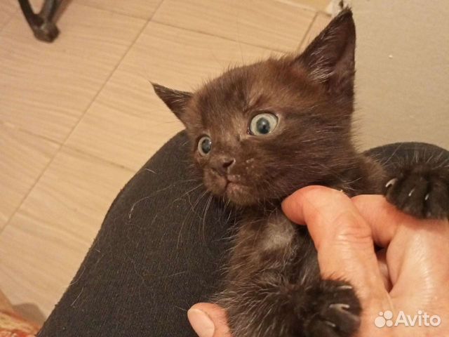 Котик