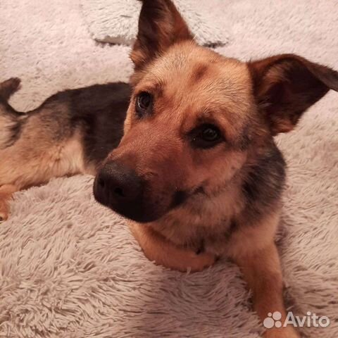 Девочка коротколапик ищет дом