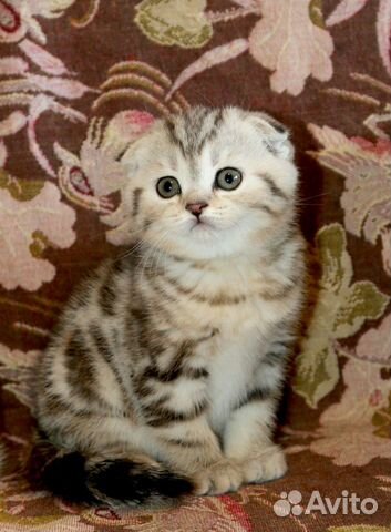 Шотландские полосатики