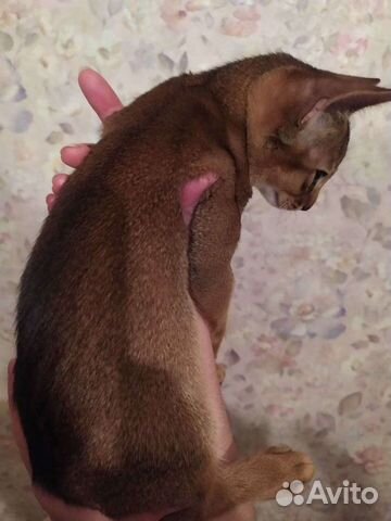 Абиссинская кошка