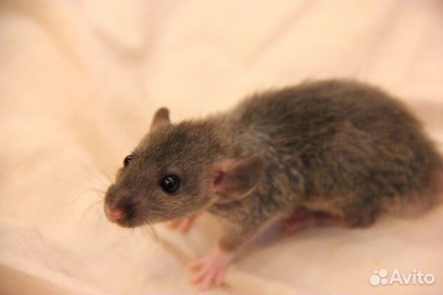 Кудрявые ручные крысята