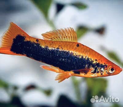 Меченосец кубинский (Академгородок)