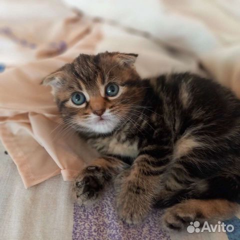 Котенок вислоухий