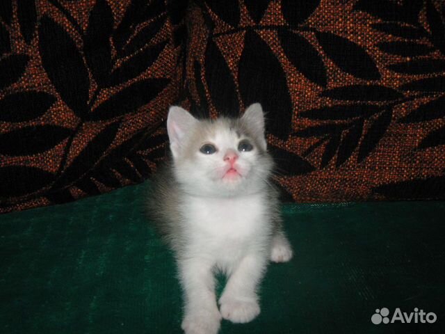 Счастье в дом, трехцветные котята ждут Вас