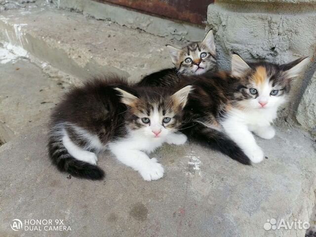 Котята в добрые руки бесплатно