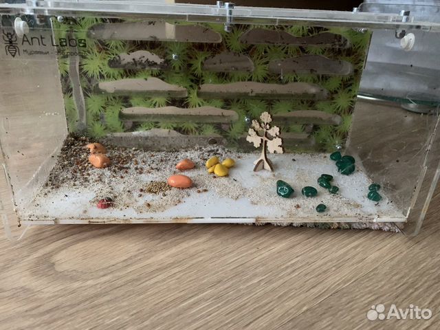 Формикарий (муравейник)