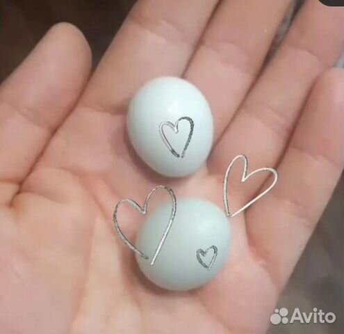 Инкубационное яйцо Селадон,Целадон. Перепела, пере