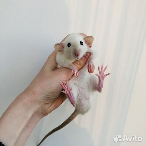 Крысы дамбо, самцы Сиамские подрощенные