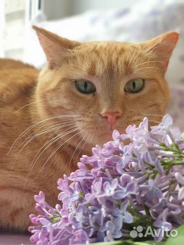 Рыжее Солнце