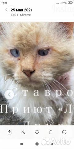 Котик породы селкирк-рекс ищет прежних/новых хозяе