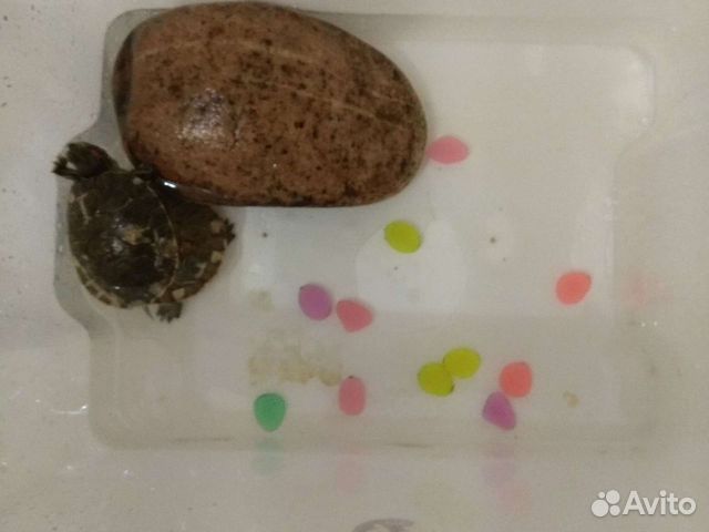 Красноухая черепаха бесплатно