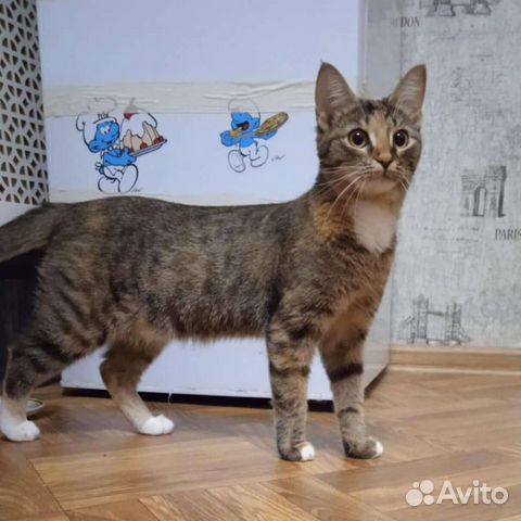 Кошка ответственным людям