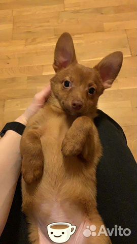 Смесь шпица и тойтерьера