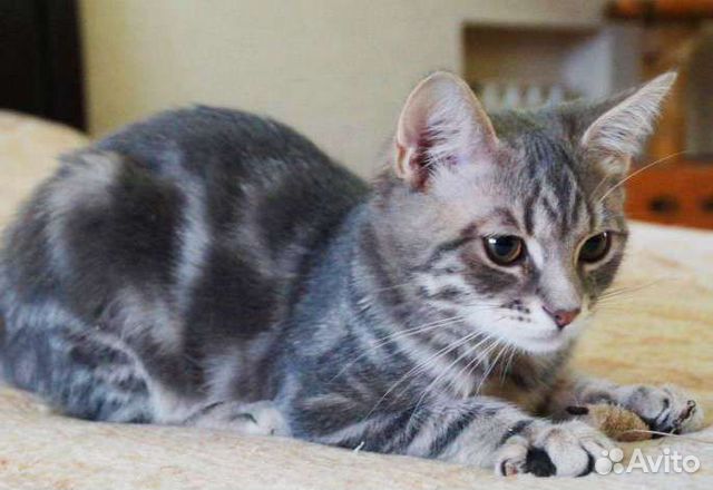 Шикарный котенок по имени Винтик, 5 месяцев