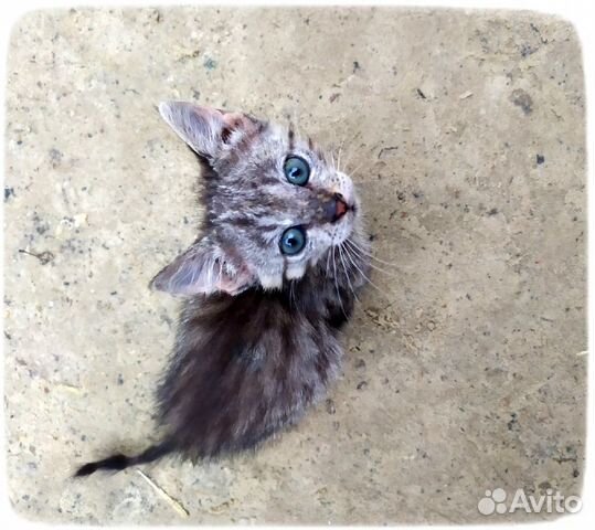 Мышка в поиске дома