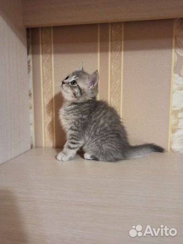 Шотландская девочка)