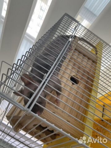 Крыса далб рекс