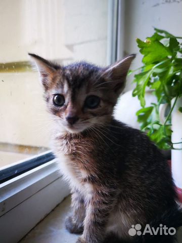 Котенок Девочка 2 мес