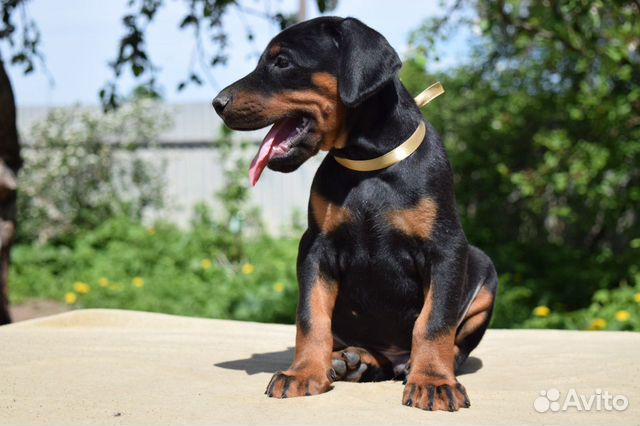 Элитные щенки добермана