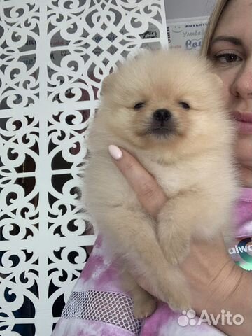 Шпицуля кремовая девочка