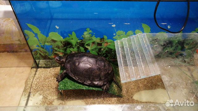 Болотная черепаха