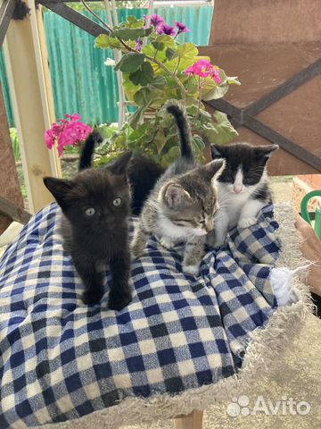 Котята бесплатно
