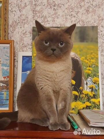 Британская кошка блю поинт