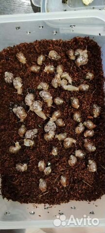 Домашние животные